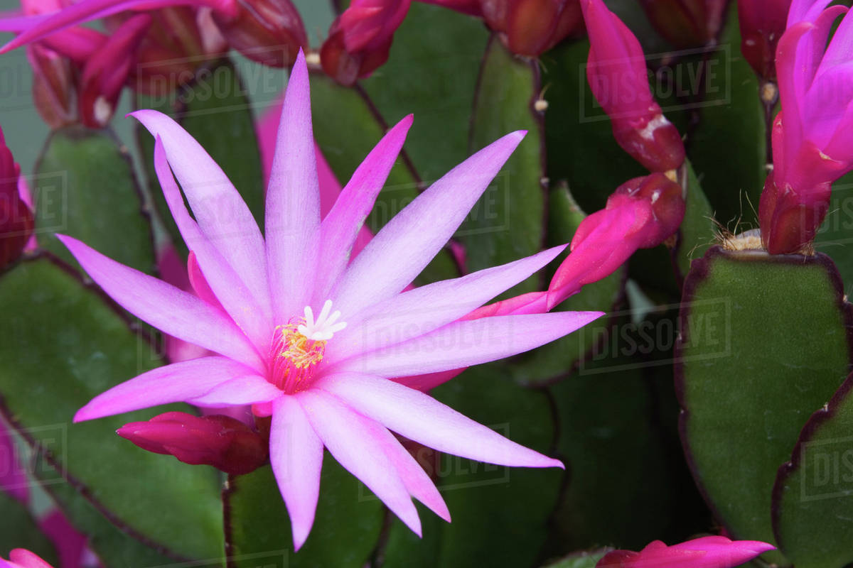 Sunrise cactus flower, (Rhipsalidopsis gaertneri) - Royalty-free Stock ...