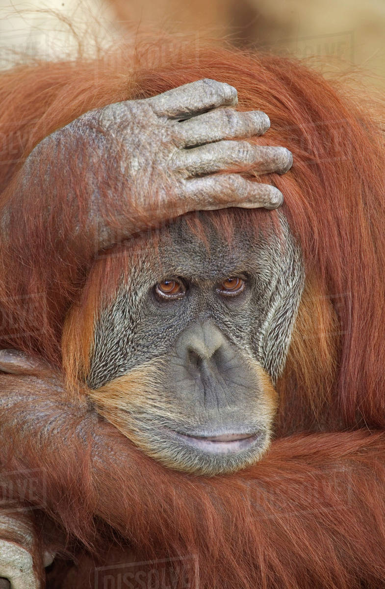 Female Sumatran Orangutan, Pongo pygmaeus abelii, Captive - Royalty ...