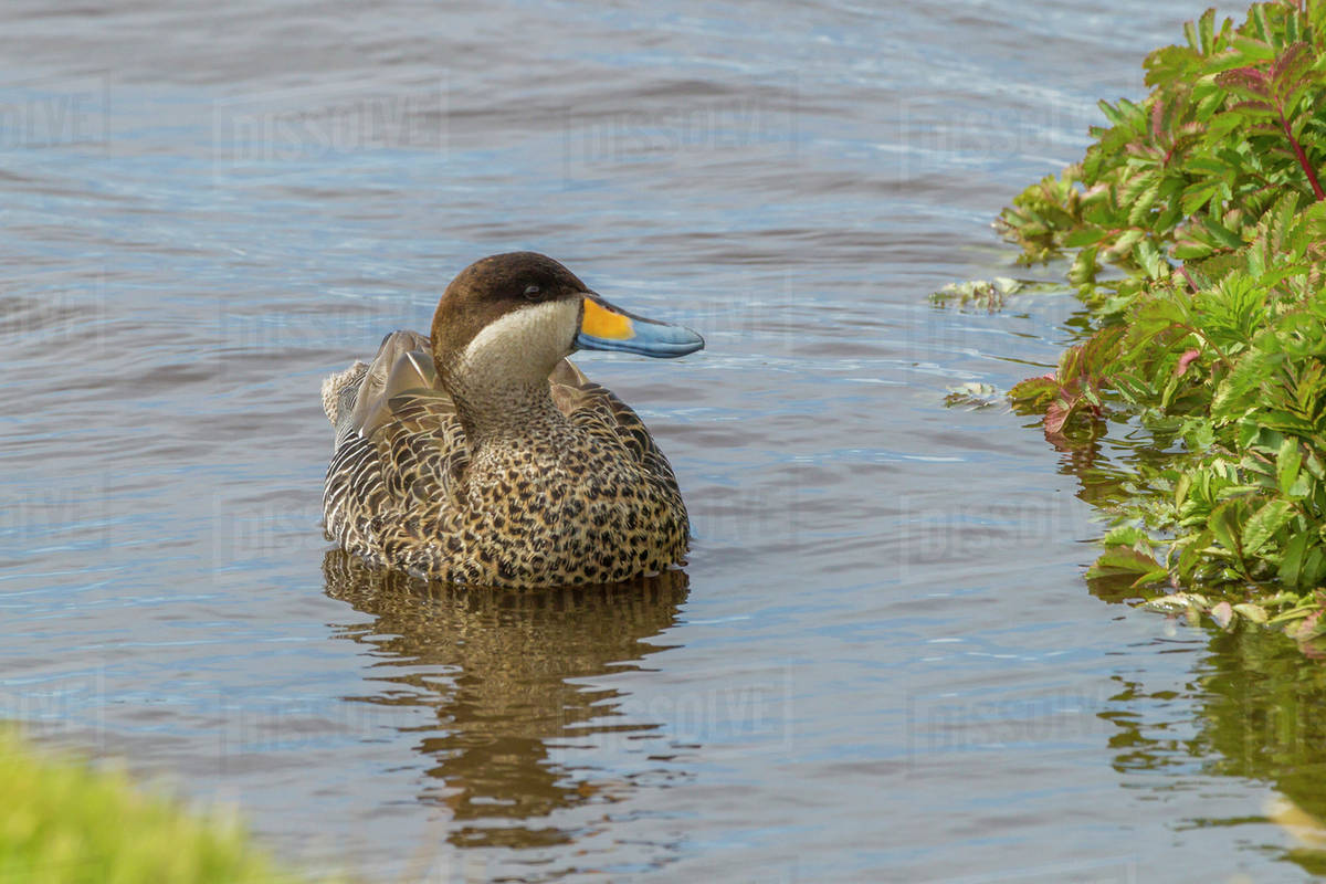 Falkland Islands, Sea Lion Island. Silver teal duck in water. - Royalty ...