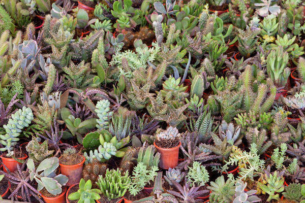 Mexico, San Miguel de Allende. Cacti on display as part of Candelaria ...