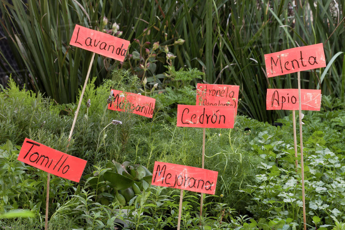 Mexico, San Miguel de Allende. Display of plants with identifying signs ...
