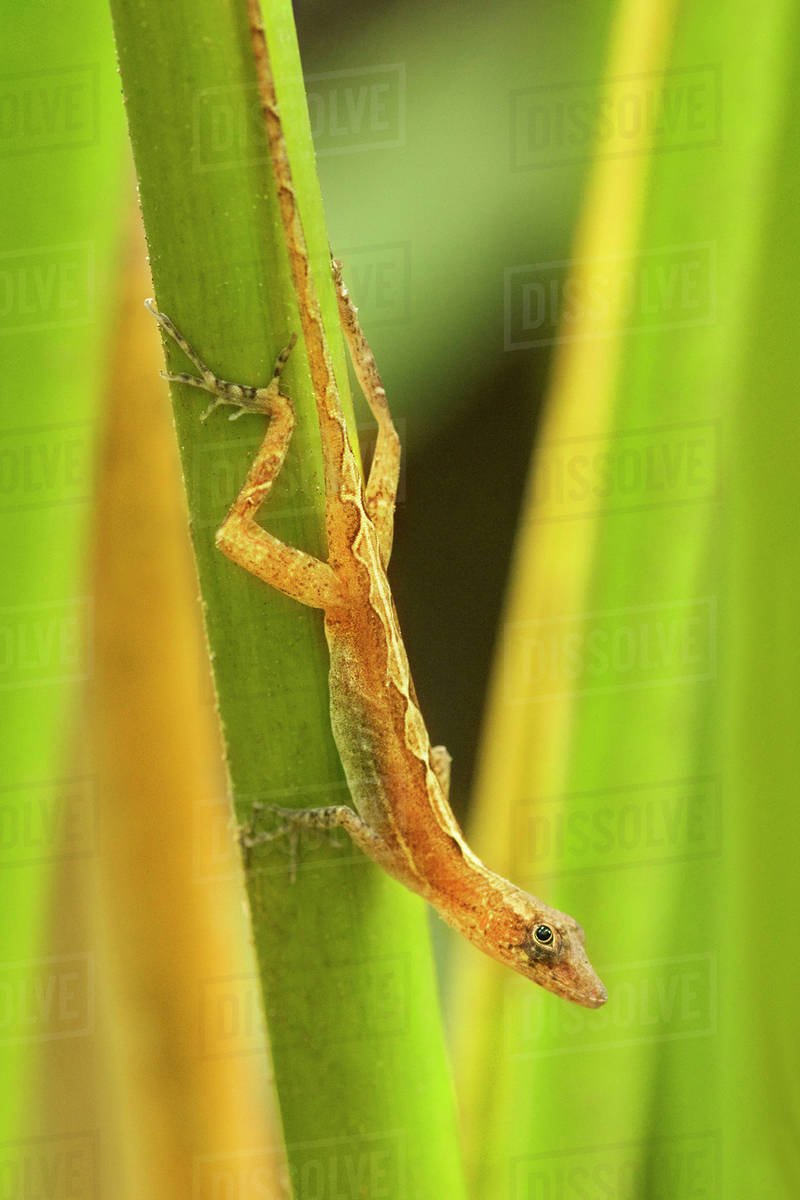 Central America, Costa Rica. Pacific anole lizard on plant. - Stock ...