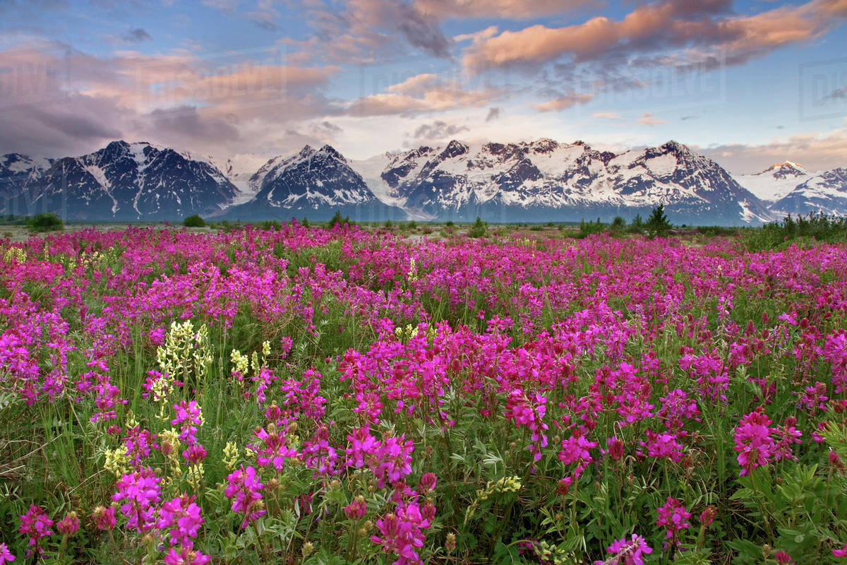 USA, Alaska, Alsek River Valley. View of wildflowers and Fairweather ...