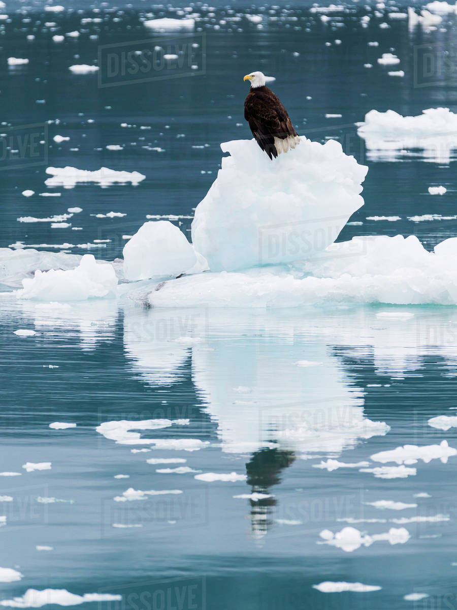 Glacier Bay Alaska Eagles