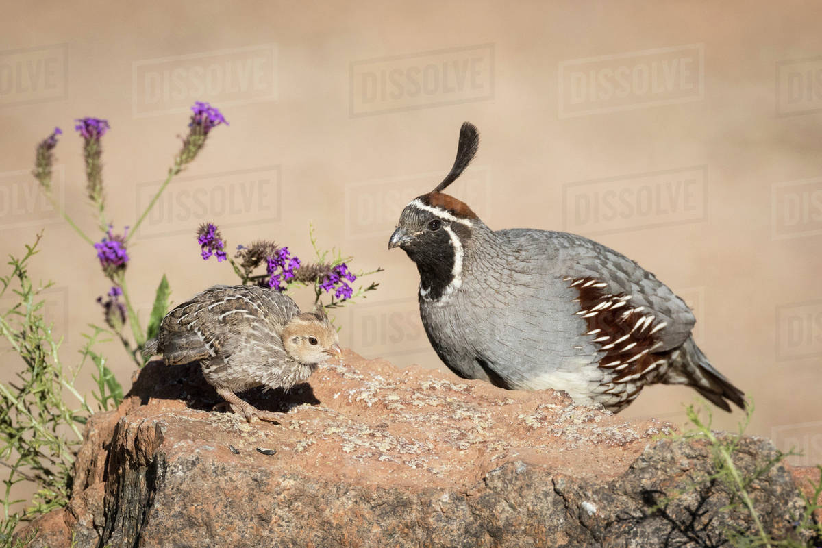 USA, Arizona, Amado. Male Gambel's quail with chick. - Royalty-free ...