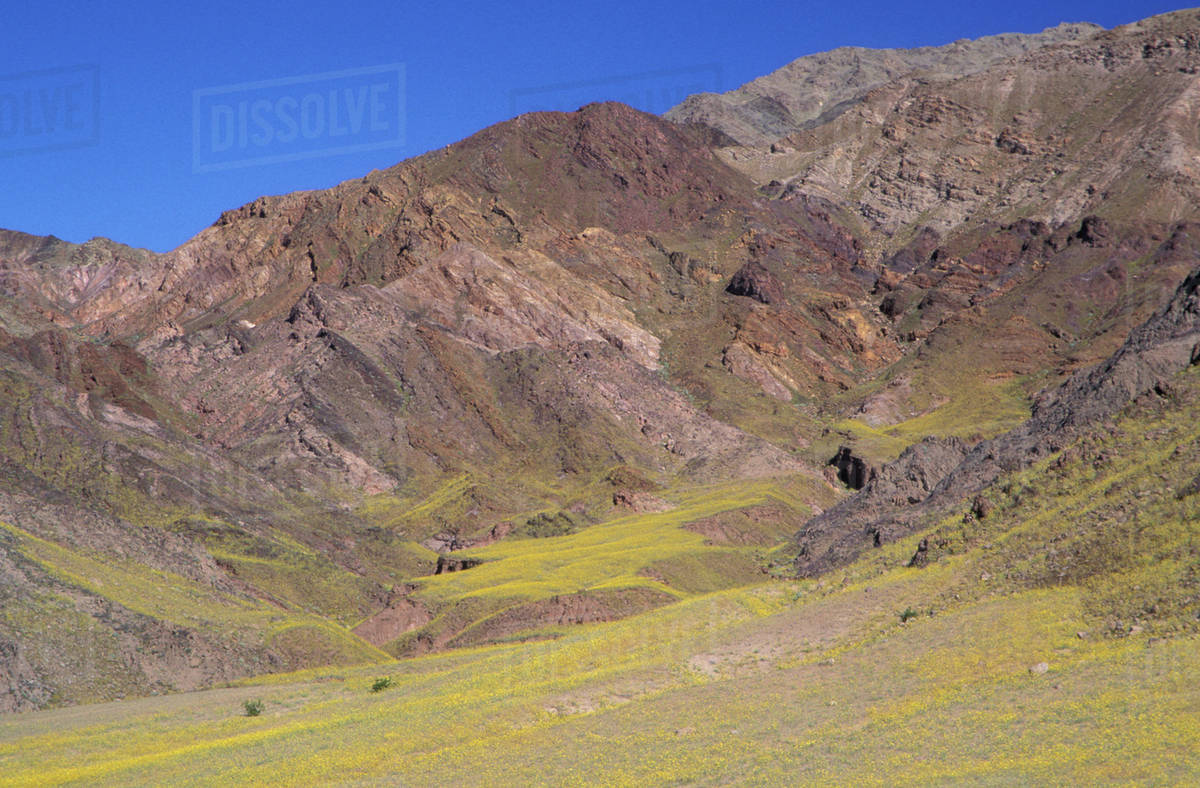 USA, CA, Death Valley National Park. Desert Gold Wildflowers and the ...