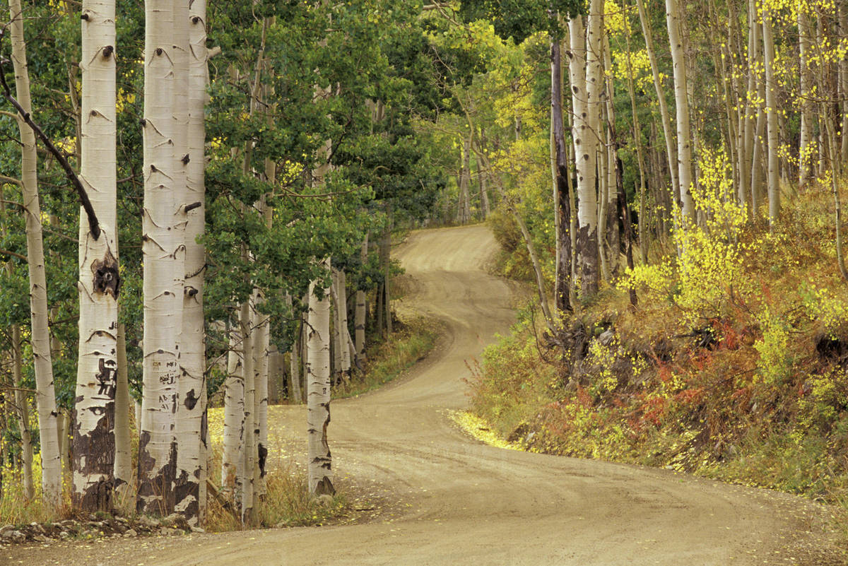 USA, Colorado, Gunnison National Forest. Rural forest road through ...