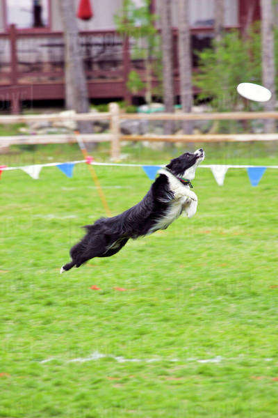 USA, Colorado, Breckenridge, Carter Park. Border collie leaps to catch ...