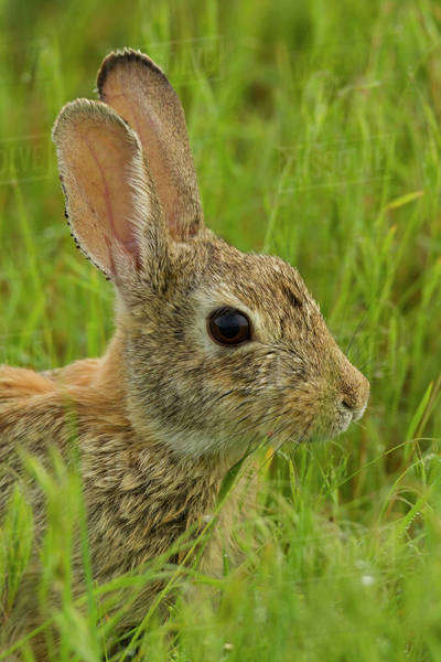 USA, Colorado, Rocky Mountain Arsenal National Wildlife Refuge. Side ...