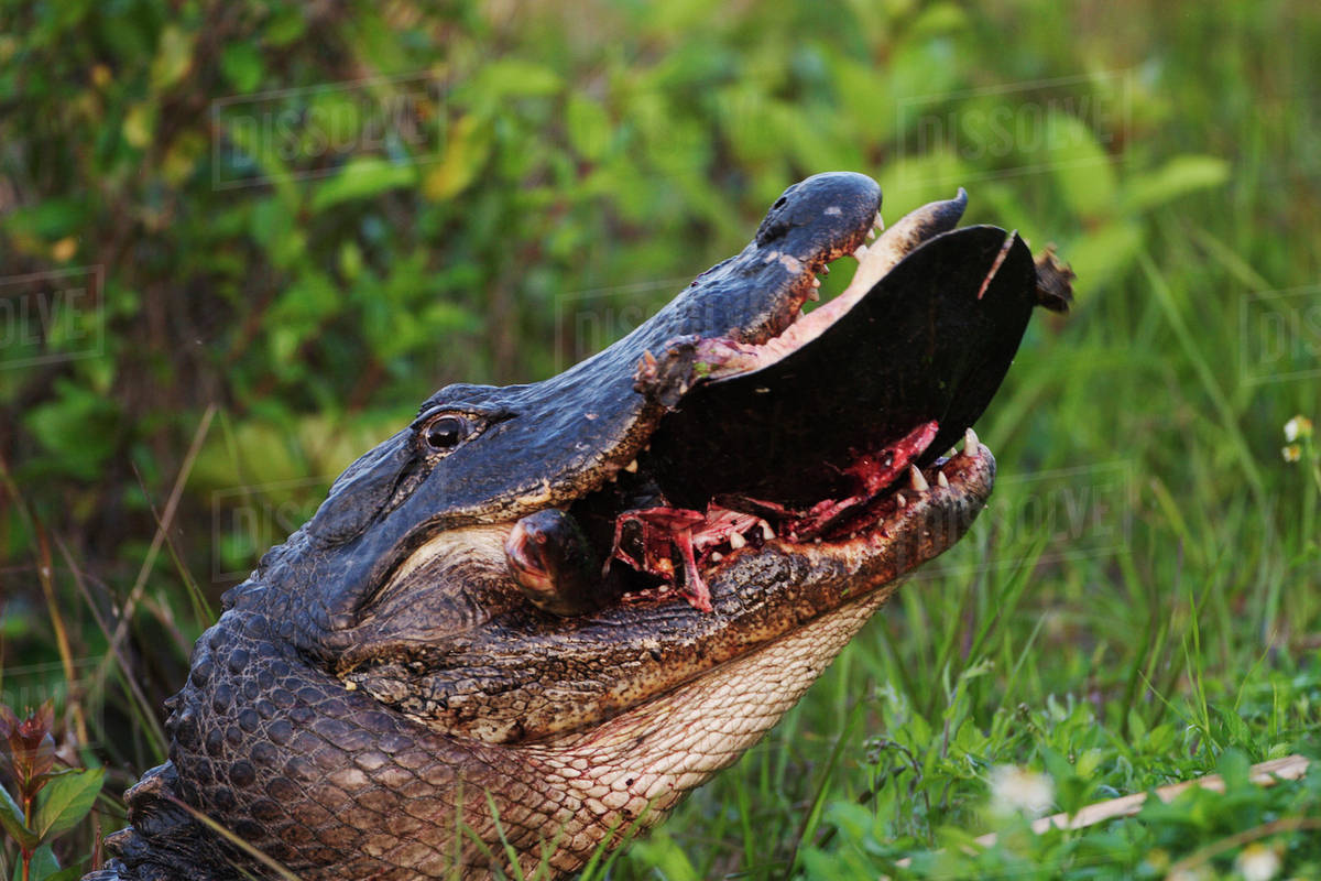 American Alligator Eating Soft Shelled Turtle Alligator