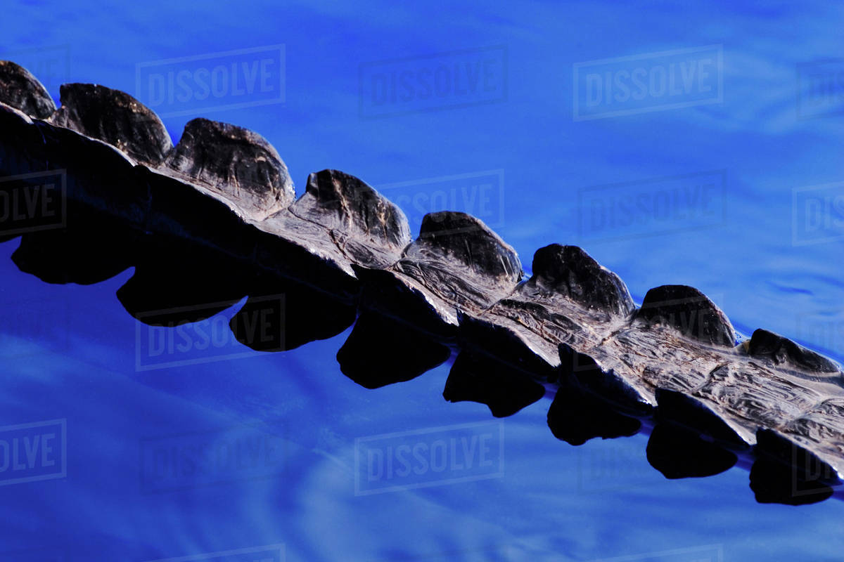 American Alligator tail details, Alligator mississippiensis, Everglades ...