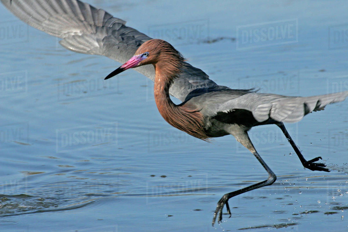 USA, Florida, Lee County. Reddish egret (Egretta rufescens) dancing as ...