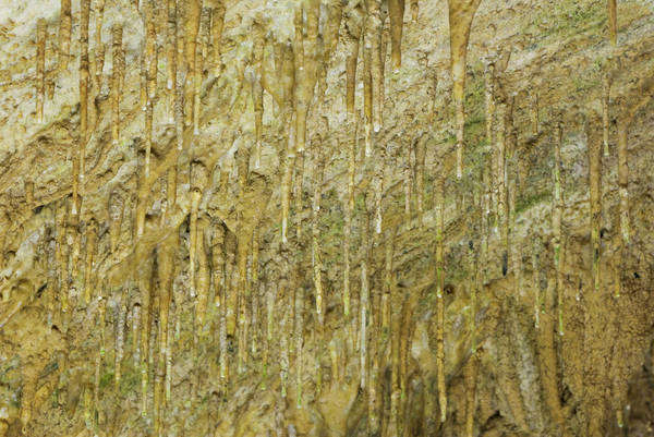 Close-up of young stalactites or Soda Straws, Mammoth Cave National ...