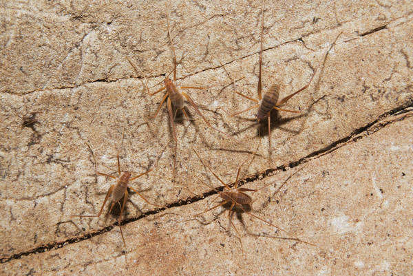 Cave Crickets, Hadenoecus subterraneus, Mammoth Cave National Park ...