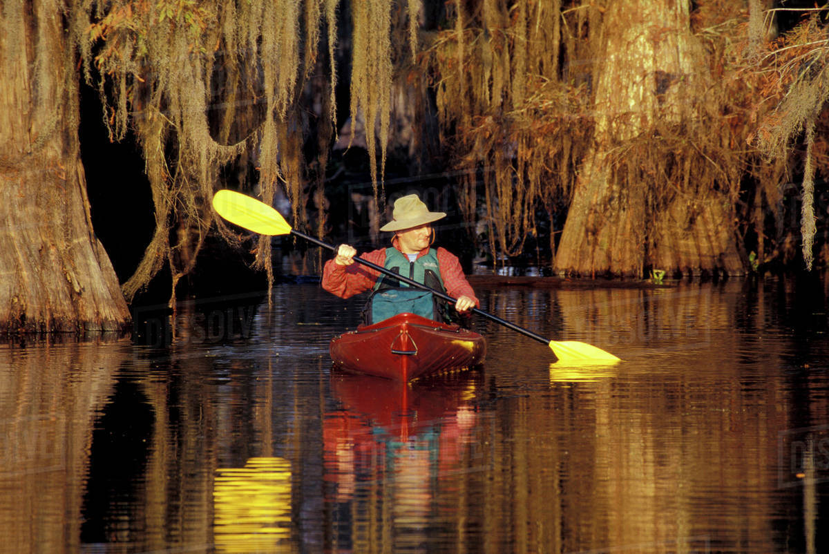 Louisiana, New Orleans. Kayaker in swamp among Bald Cypress ...