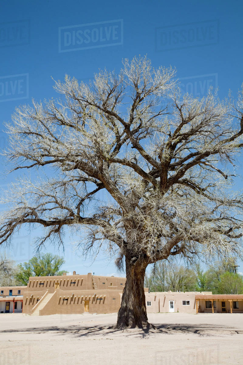 NM, New Mexico, San Ildefonso Pueblo, Big Tree in North Plaza, a ...