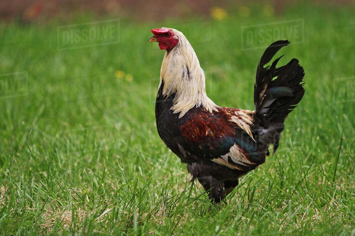 Rooster, Pioneer Homestead at Oconaluftee Visitor Center, Great Smoky ...