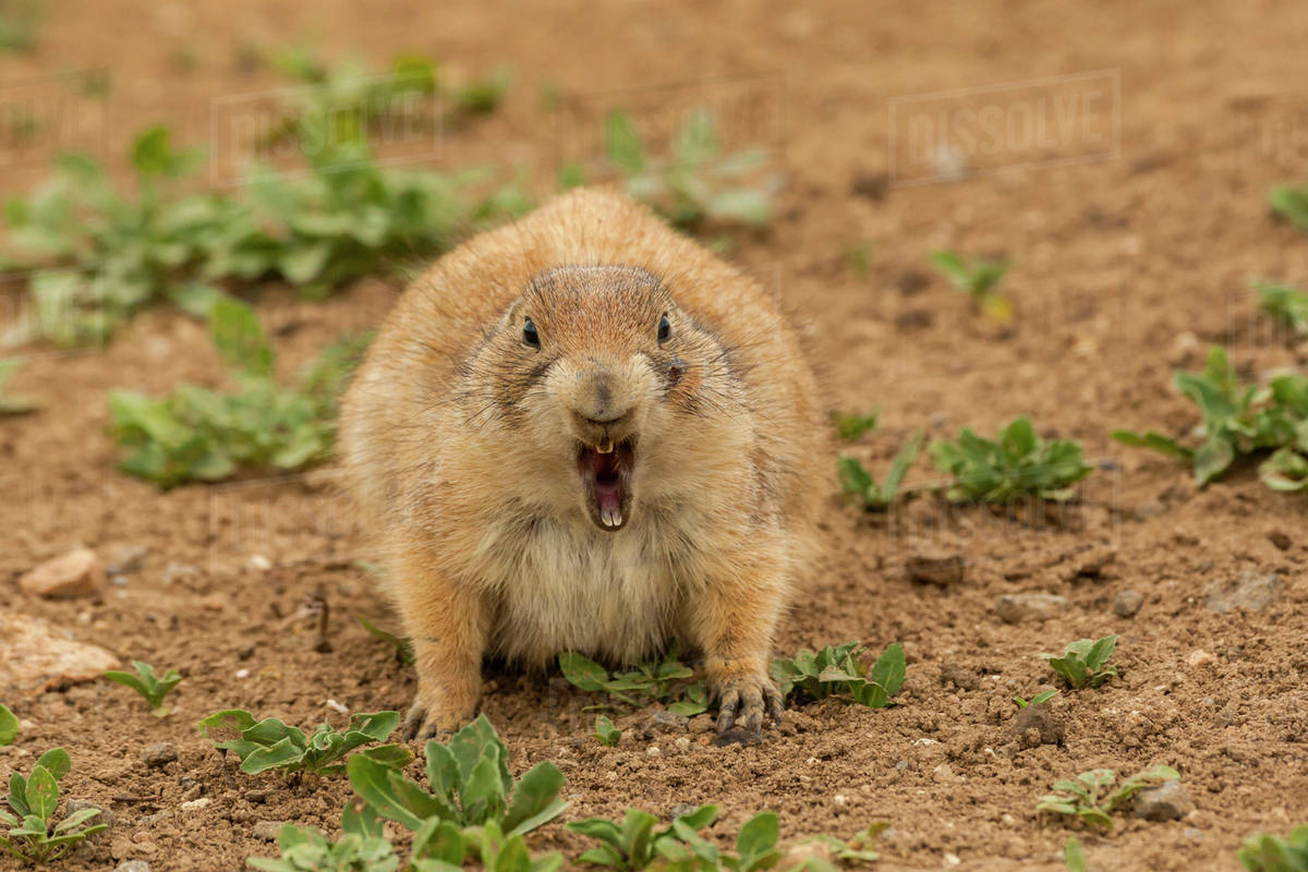 USA, Oklahoma, Wichita Mountains National Wildlife Refuge. Aggressive ...