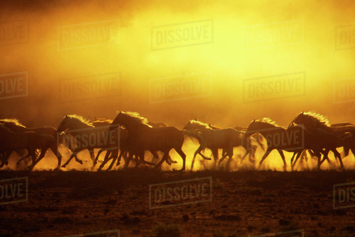 USA, Oregon, Harney County, Wild Kiger mustangs kicking up dust at ...