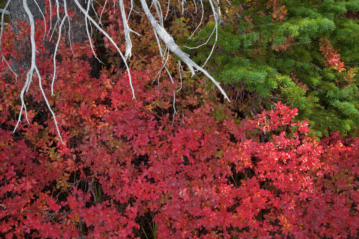 USA, Oregon. Red huckleberry bush grows near Metolius River. - Stock ...