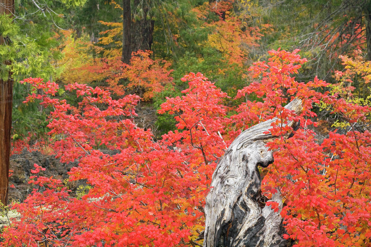 USA, Oregon, Willamette National Forest. Vine maple tree stump in ...