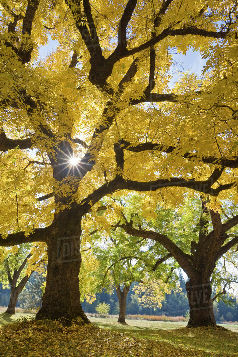 USA, Oregon, Joseph H. Stewart State Park. Walnut tree in autumn color ...