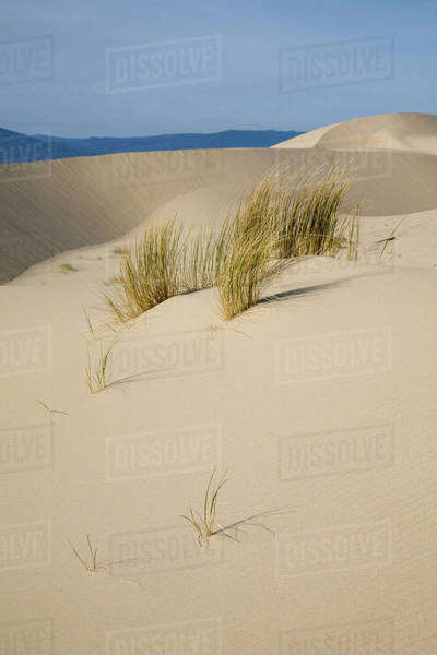 Oregon, Oregon Coast, Oregon Dunes National Recreation Area, Sand Dunes ...