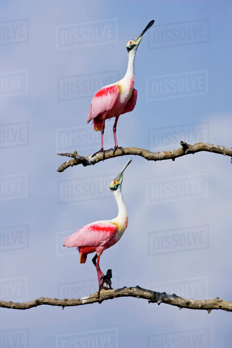 USA, Texas, High Island, High Island Rookery. Roseate spoonbill pair in ...