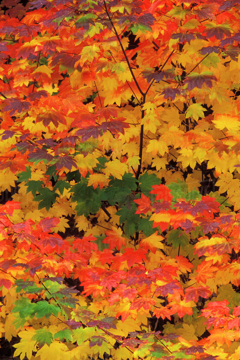 USA, Washington, Mt. Baker/Snoqualmie National Forest, Vine maple fall ...
