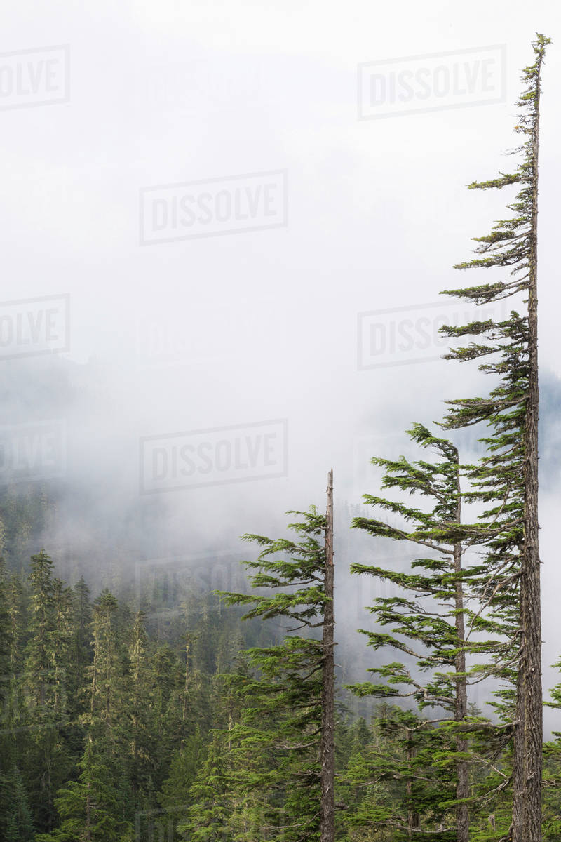 Washington, Mount Rainier National Park. Evergreen trees in fog ...