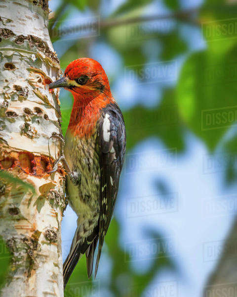 USA, Washington State, Seabeck. Red-breasted sapsucker on paper birch ...