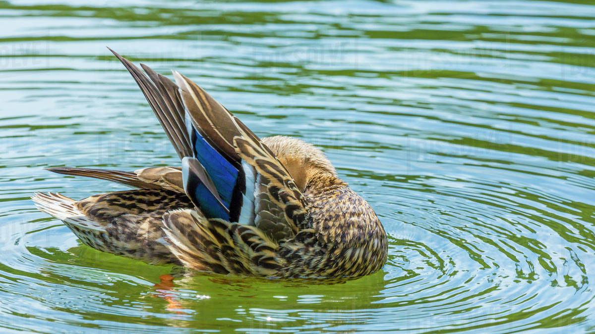 USA, Washington State, Seabeck. Mallard duck preening in water ...