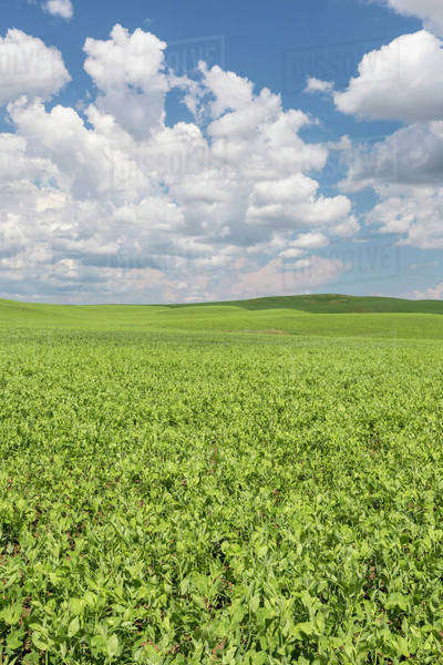 USA, Washington State, Palouse Hills. Field of spring peas. - Royalty ...