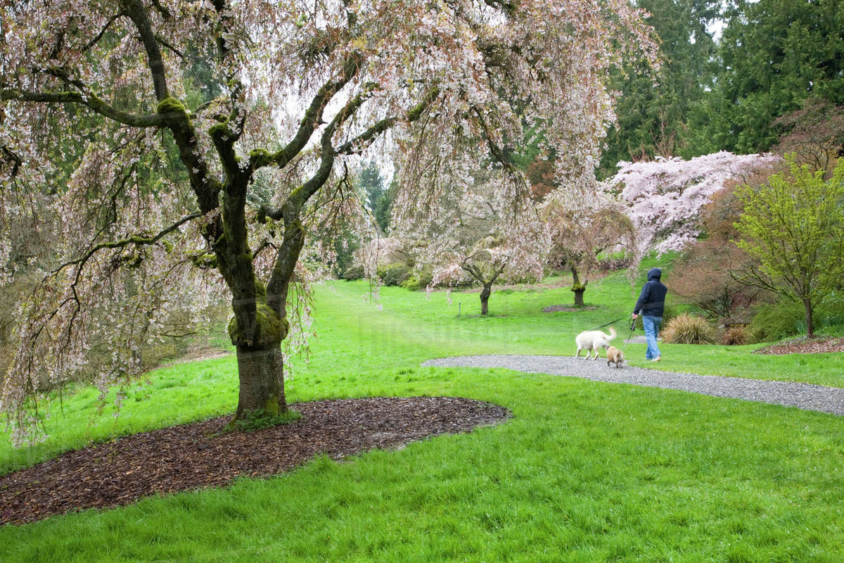 WA, Seattle, Washington Park Arboretum, Cherry trees blossoming in the ...