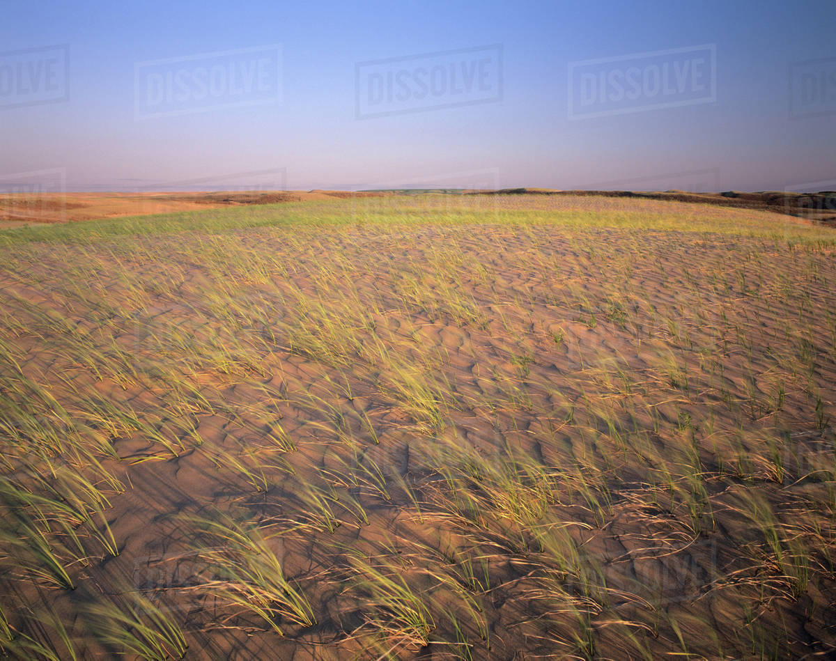 WA, Juniper Dunes Wilderness, sand dunes with grasses blowing in the ...