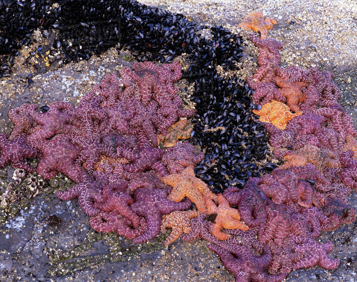 WA, Olympic National Park, Rialto Beach, Ochre Sea Stars (pisaster ...