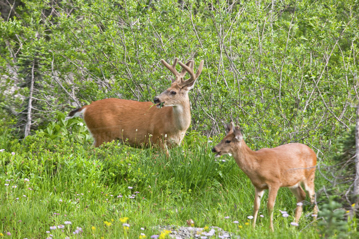 WA, Mount Rainier National Park, Black-tailed deer bucks browsing ...