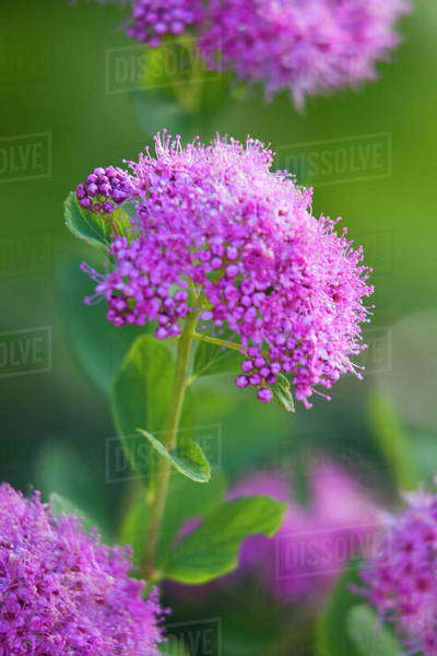 WA, Mount Rainier National Park, Subalpine Spirea (Spirea densiflora ...