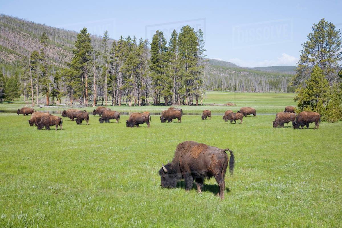 WY, Yellowstone National Park, Bison herd, at Gibbon Meadows - Royalty ...