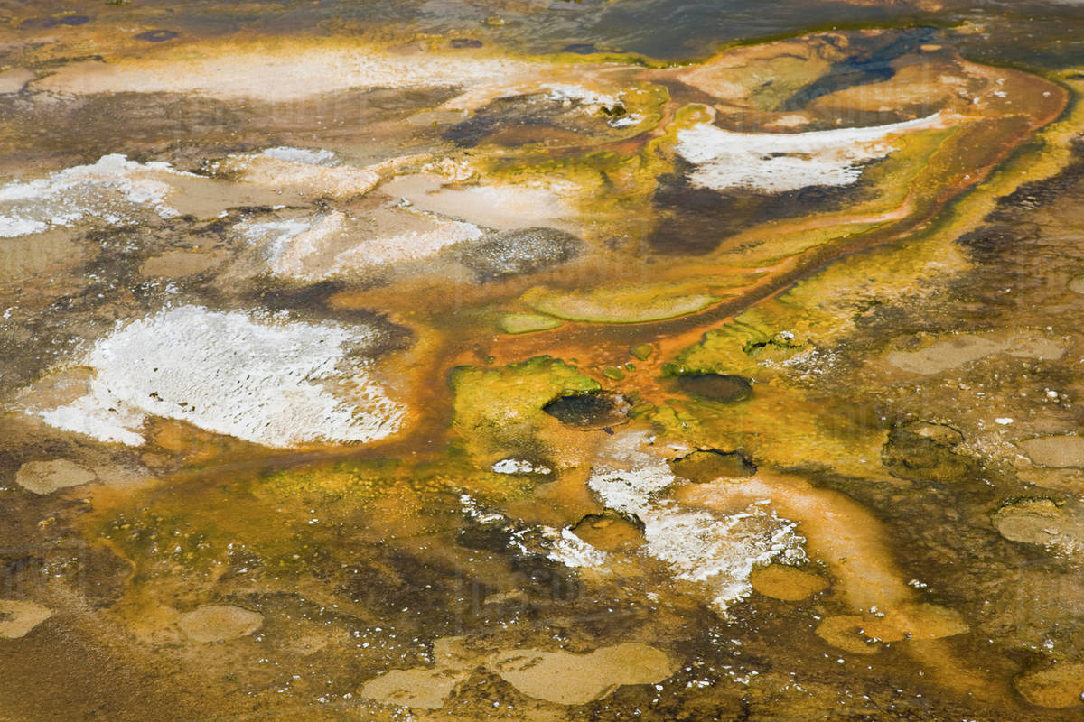 WY, Yellowstone National Park, Upper Geyser Basin, Colorful bacterial ...
