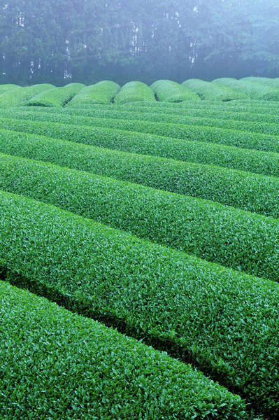 Asia, Japan, Saga, Ureshino, Tea Fields - Royalty-free Stock Photo ...