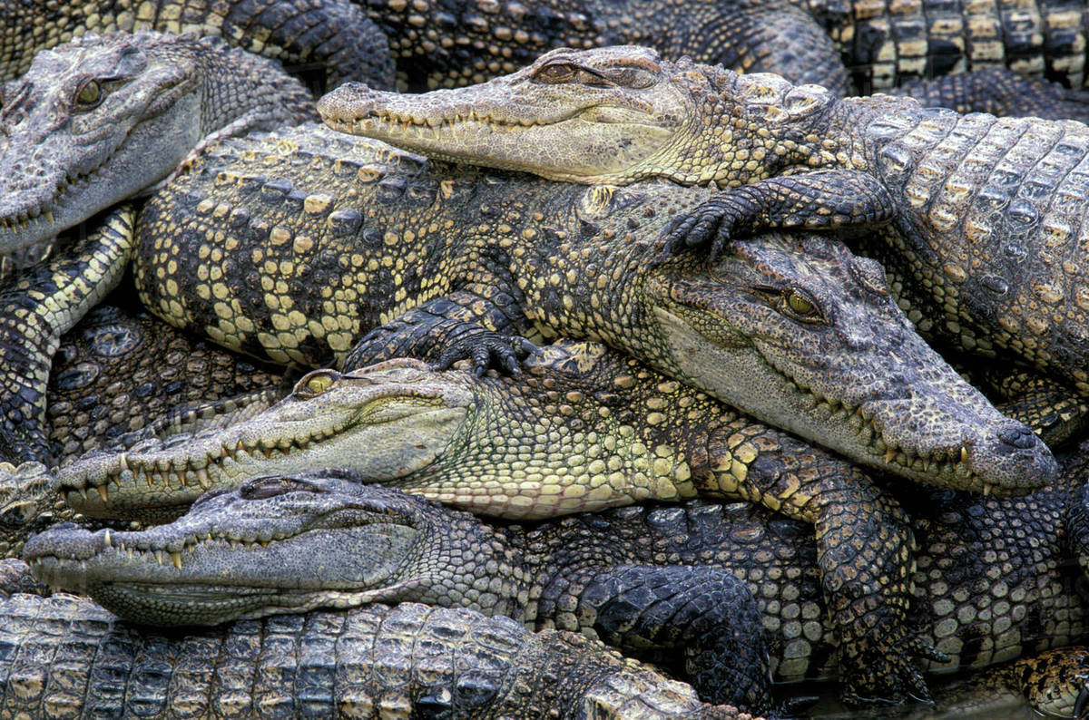 Asia, Thailand. Crocodiles (Crocodilius-porosus) - Royalty-free Stock ...