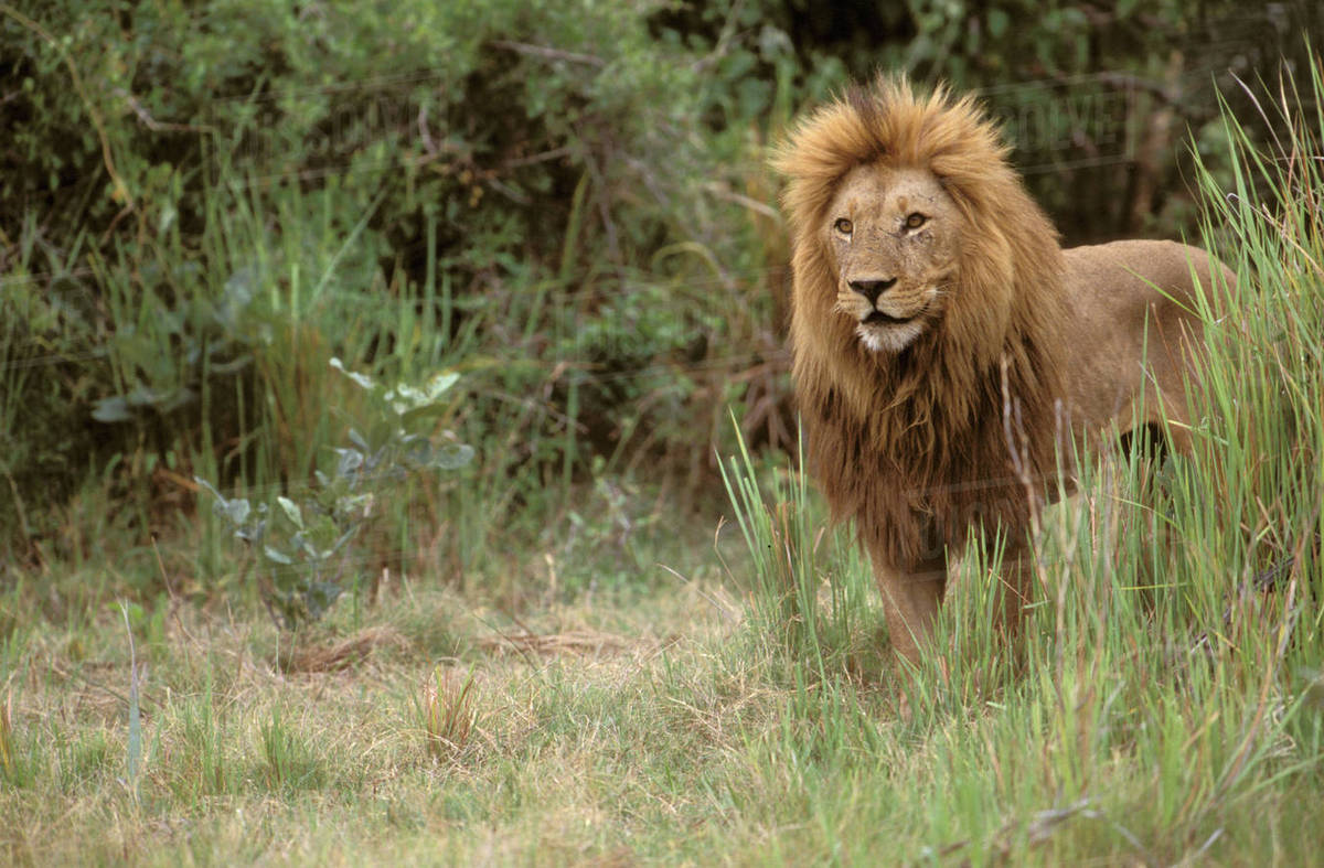 Africa, Botswana, Okavango Delta. Lion (Panthera leo) - Royalty-free ...