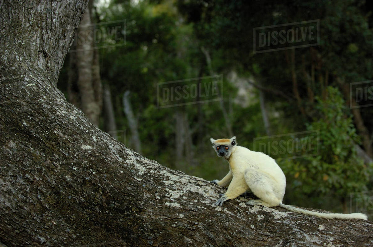 Golden-crowned sifaka or Tattersall's sifaka (Propithecus tattersalli ...