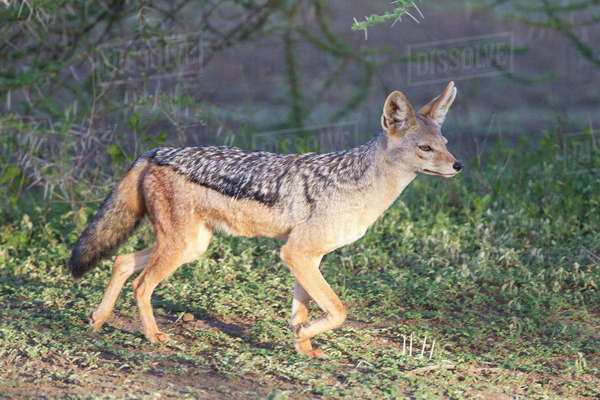 Paw raised, black-backed jackal walks through the jungle, profile view ...