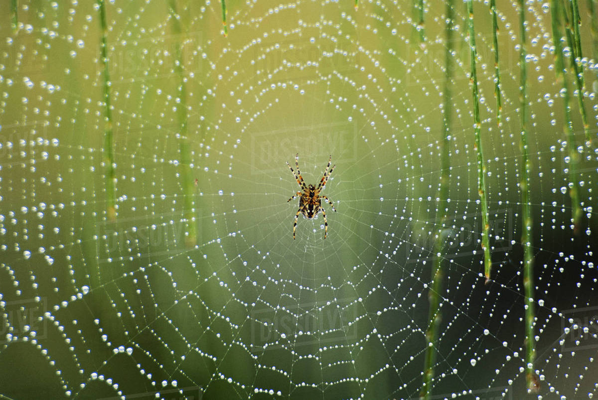 Spider on wet web - Royalty-free Stock Photo | Dissolve