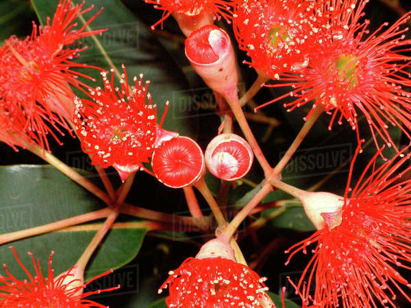 NZ. Rata tree blossoms. - Stock Photo - Dissolve