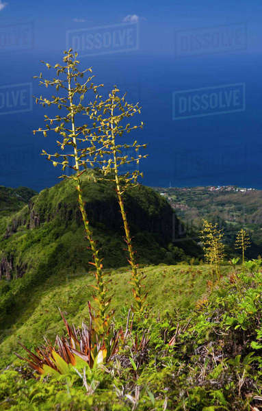 MARTINIQUE. French Antilles. West Indies. Flower stalks of agave grow ...