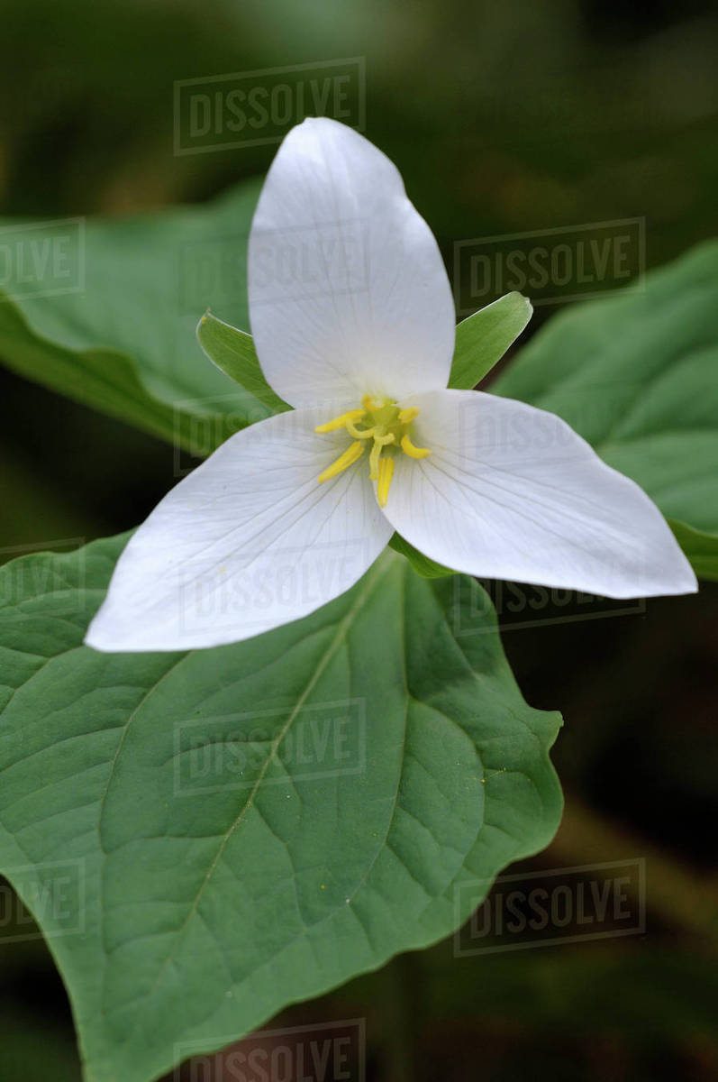 Canada, British Columbia, Vancouver Island. Western Trillium (Trillium ...