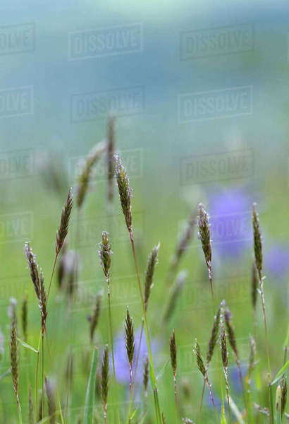 Canada, British Columbia, Vancouver Island. Meadow grasses - Royalty ...